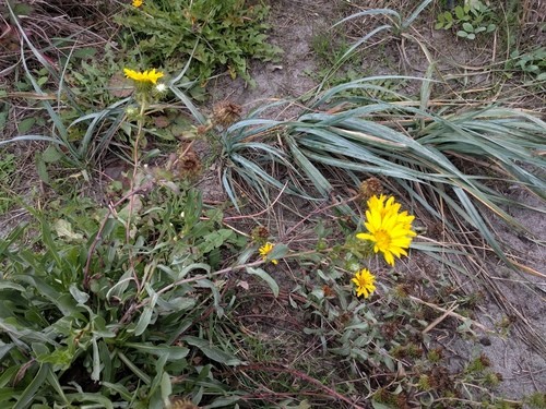 Puget sound gumweed (Grindelia integrifolia) Flower, Leaf, Care, Uses ...