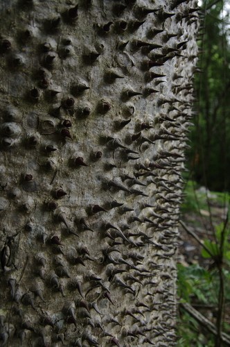 Jabillo (Hura crepitans) - PictureThis