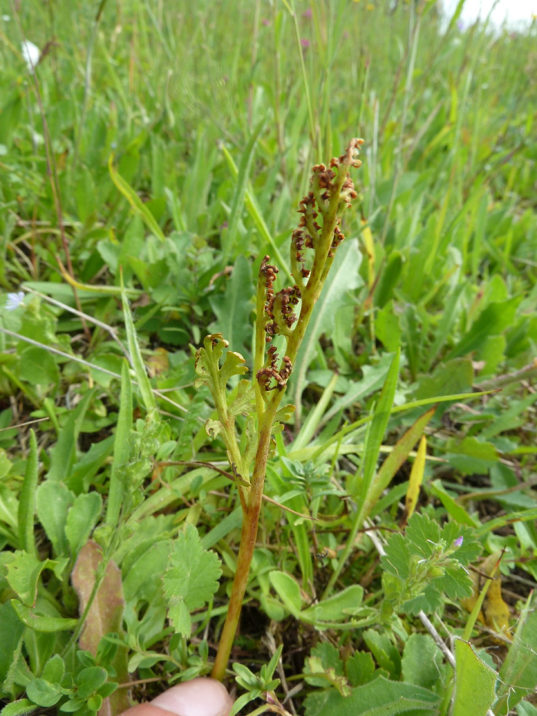Vertakte maanraven (Botrychium matricariifolium) - PictureThis
