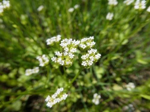 Beaked Cornsalad (Valerianella radiata) Flower, Leaf, Care, Uses ...
