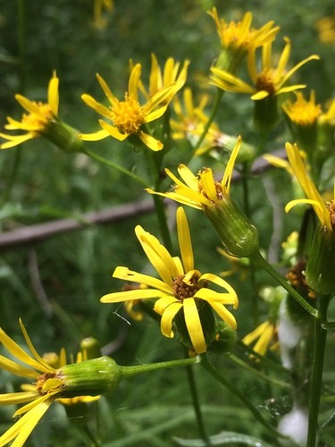 Arrowleaf ragwort (Senecio triangularis) Flower, Leaf, Care, Uses ...