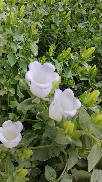Campanula incurva - PictureThis