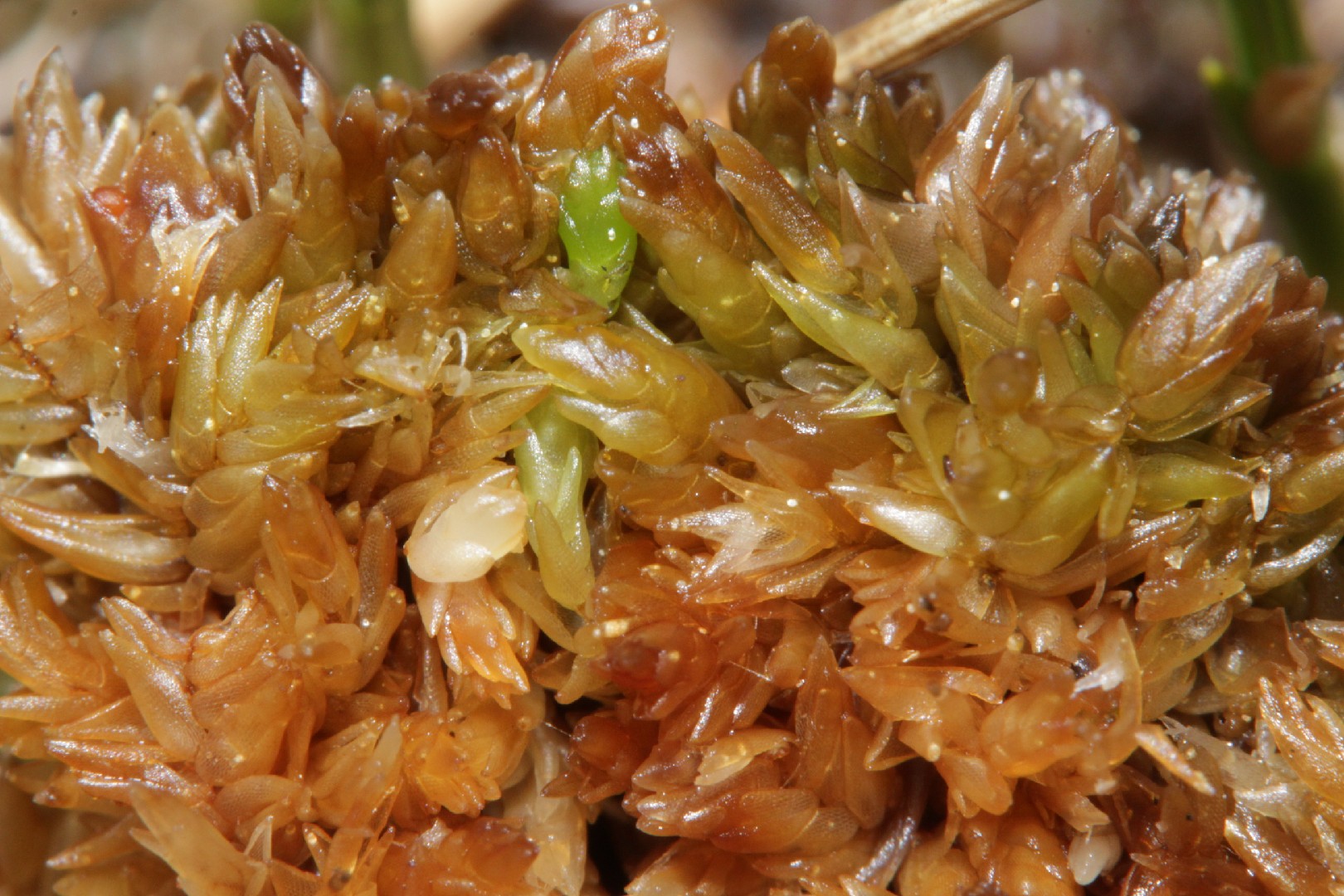 Sphagnum compactum - PictureThis