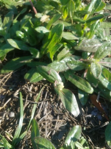 Gomphrena serrata - PictureThis
