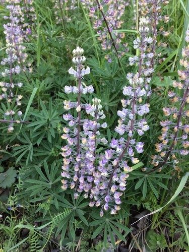 Oregon lupine (Lupinus oreganus) Flower, Leaf, Care, Uses - PictureThis