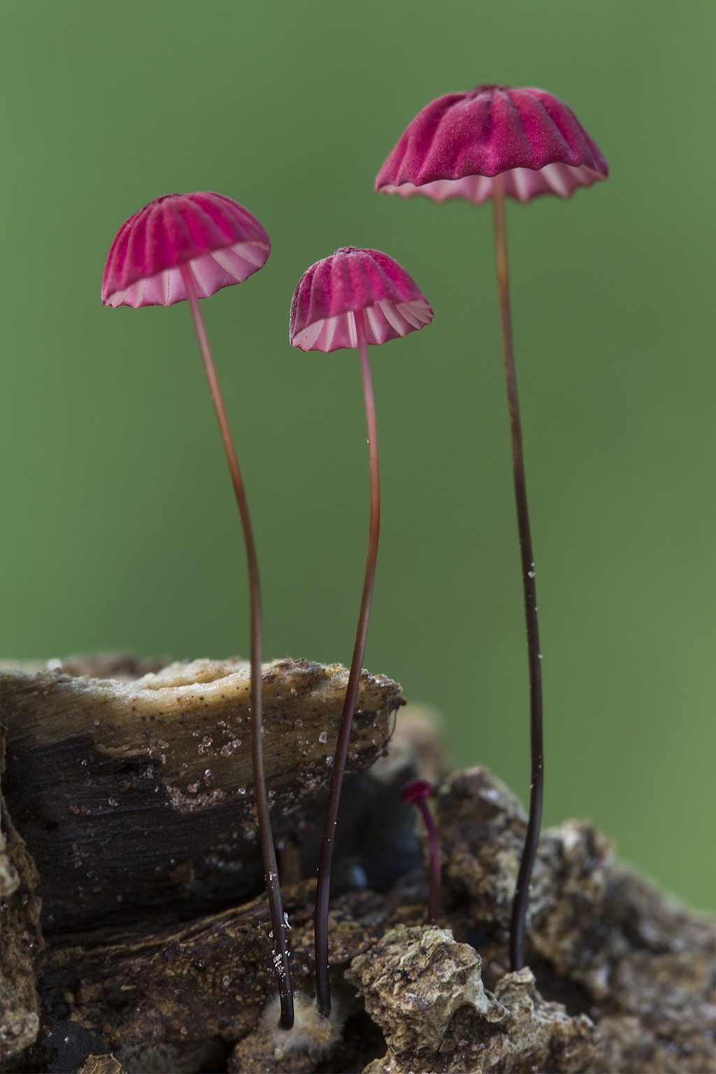 Marasmius haematocephalus - PictureThis