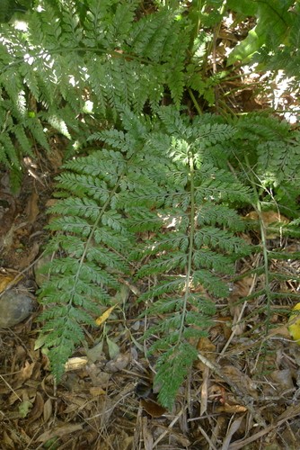 Asplenium bulbiferum subsp. gracillimum Flower, Leaf, Care, Uses ...