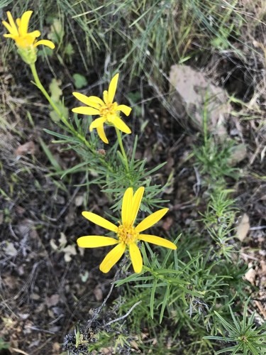 Ericameria linearifolia - PictureThis