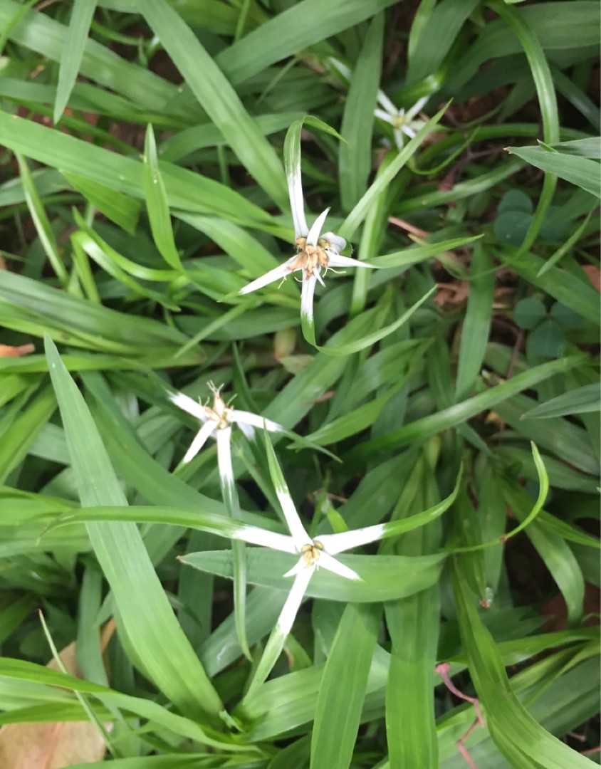 Capim-estrela (Rhynchospora colorata) - PictureThis