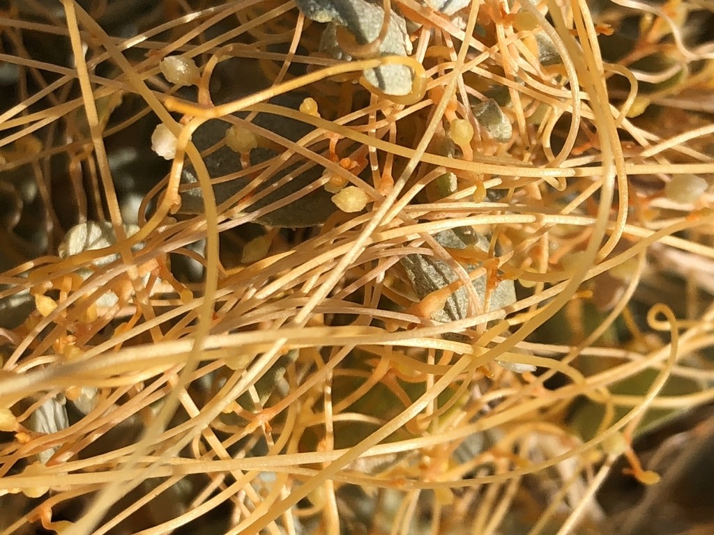 Cuscuta denticulata - PictureThis