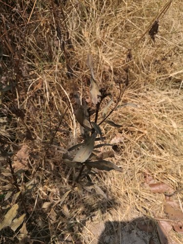 Pericón (Tagetes lucida) - PictureThis