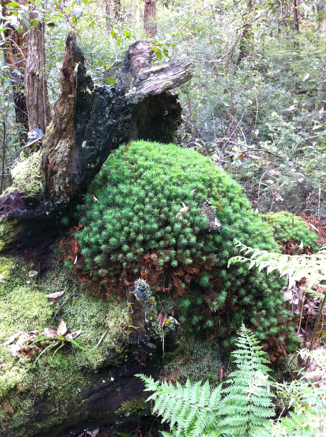 Dawsonia superba - PictureThis