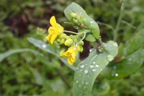 Nabo de campo (Brassica rapa) - PictureThis