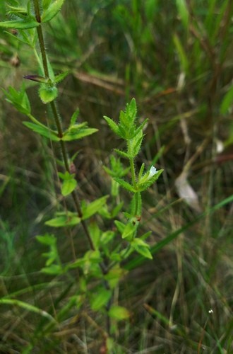 Gnadenkräuter (Gratiola) - PictureThis