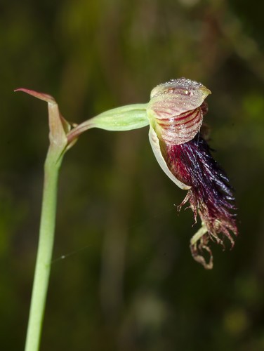 Beard orchids (Calochilus) Flower, Leaf, Care, Uses - PictureThis