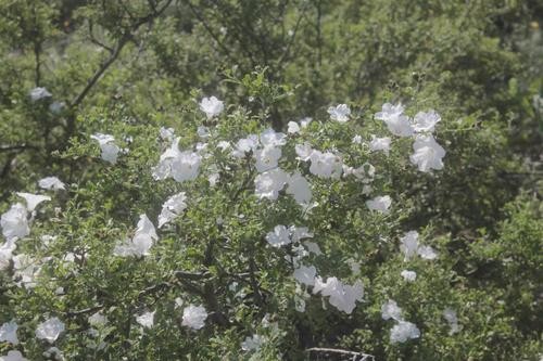 Cordia parvifolia - PictureThis