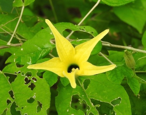 Schizocarpum Care (Watering, Fertilize, Pruning, Propagation) - PictureThis