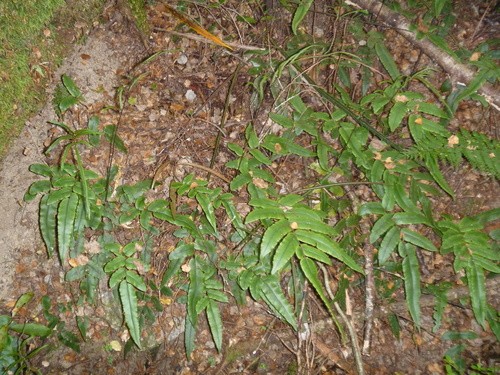 Mountain kiokio (Parablechnum procerum) Flower, Leaf, Care, Uses ...