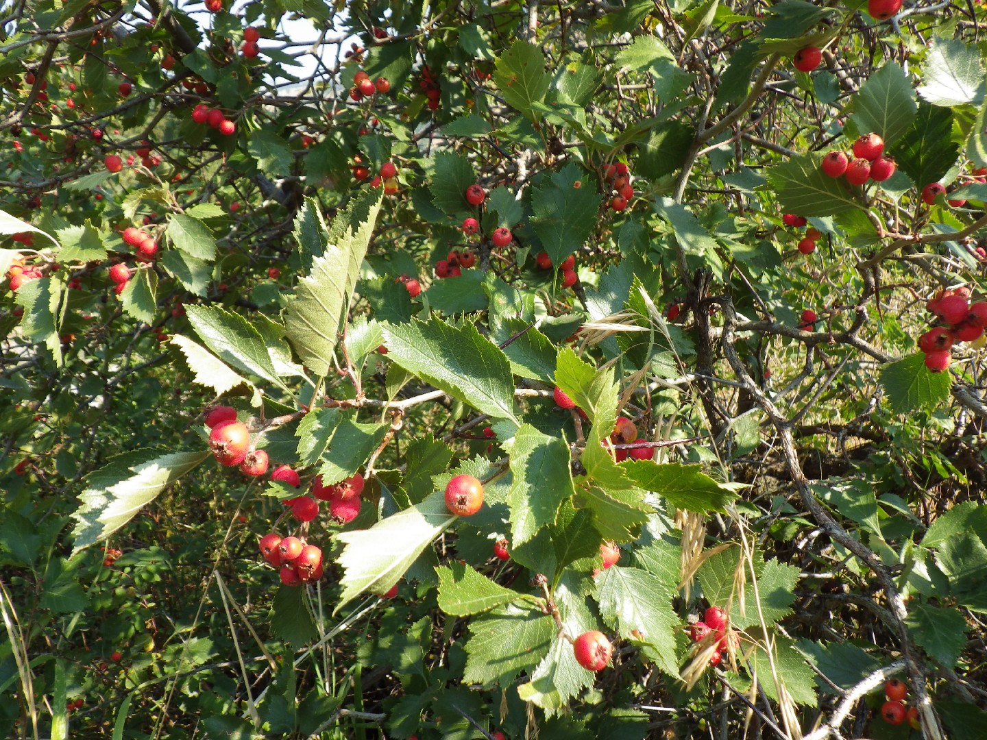 Fireberry hawthorn (Crataegus chrysocarpa) Flower, Leaf, Care, Uses ...