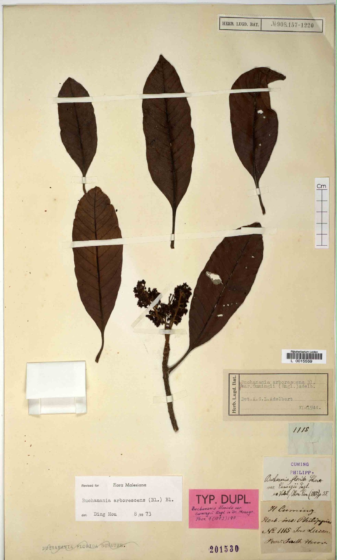 How to Plant and Grow Little gooseberry tree(Buchanania arborescens)