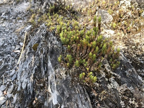 Leucopogon fraseri - PictureThis