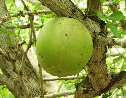 Cuastecomate (Crescentia alata) - PictureThis