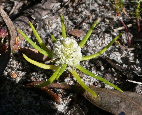 Siloxerus - PictureThis