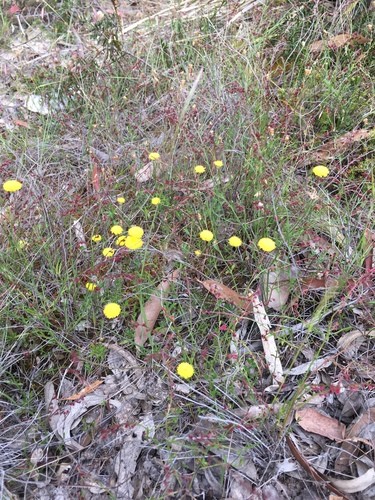 Leptorhynchos Flower, Leaf, Care, Uses - PictureThis