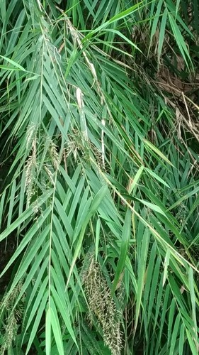 Taiwan grass Care (Watering, Fertilize, Pruning, Propagation) - PictureThis