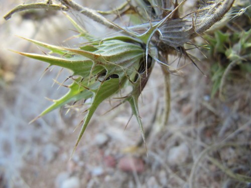 Blepharis Care (Watering, Fertilize, Pruning, Propagation) - PictureThis