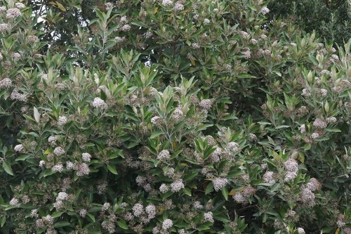 Olearia avicenniifolia - PictureThis
