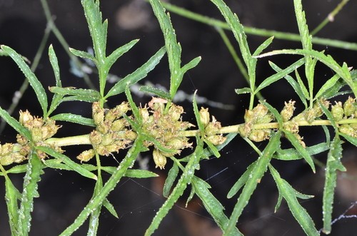 Datisca glomerata 照顧，種植，繁殖，開花時間 - PictureThis