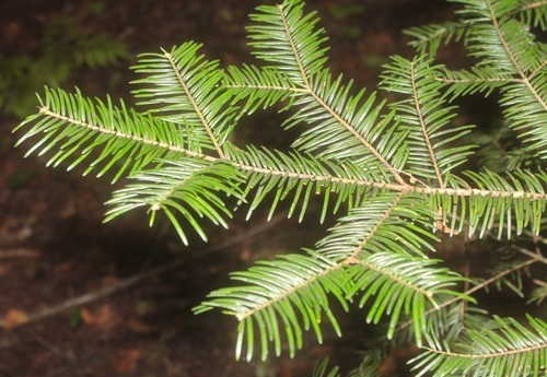 How to Plant and Grow Guatemalan fir(Abies guatemalensis)
