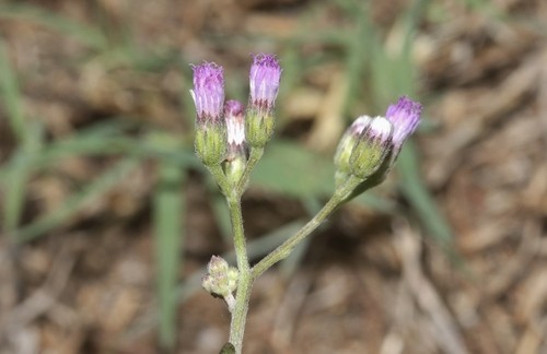 Little ironweed (Cyanthillium cinereum) Flower, Leaf, Care, Uses ...