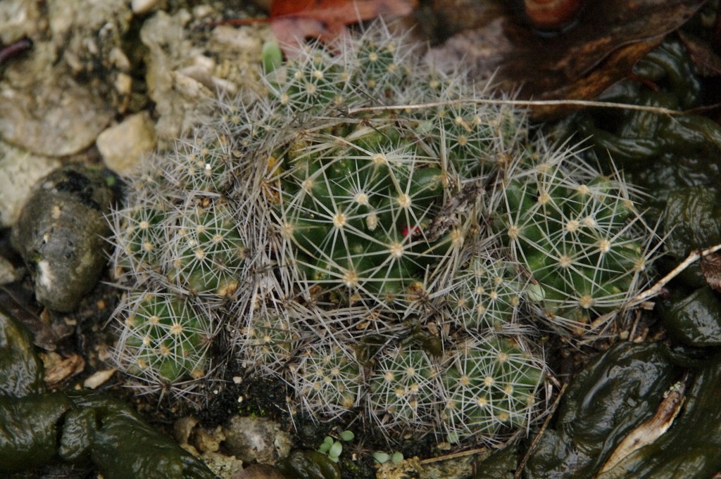 Cactus cola de zorra de Missouri (Escobaria missouriensis) - PictureThis