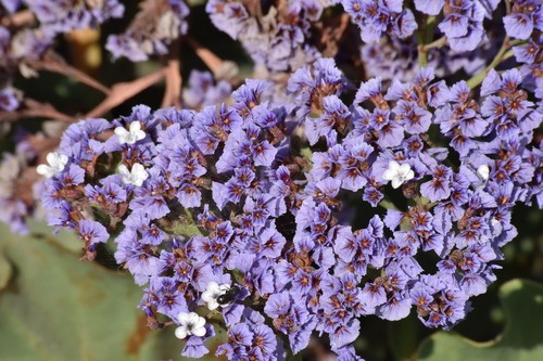 Limonium arboreum - PictureThis