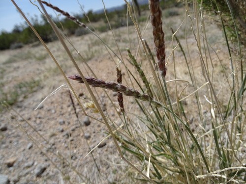 Zacate galleta gigante (Hilaria rigida) - PictureThis