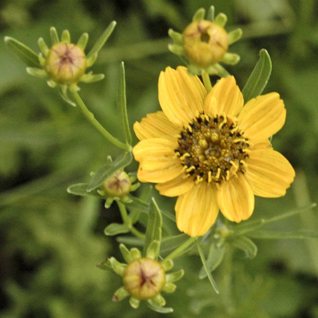 Coreopsis palmata - PictureThis