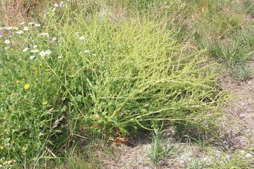 Beet (Beta vulgaris) Flower, Leaf, Care, Uses - PictureThis