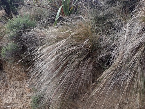 How to identify Silver tussock (Poa cita)