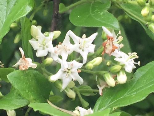 アナクア (Ehretia anacua) 花言葉，毒性，よくある質問 - PictureThis