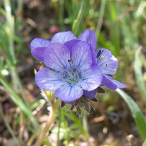 Phacelia divaricata - PictureThis