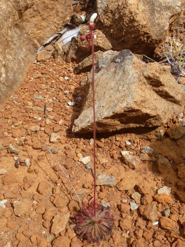 Drosera neocaledonica Flower, Leaf, Care, Uses - PictureThis