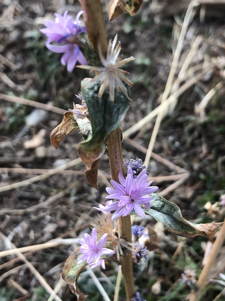 Lessingia leptoclada - PictureThis