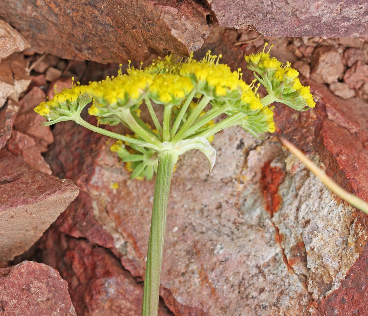 Cymopterus lemmonii - PictureThis