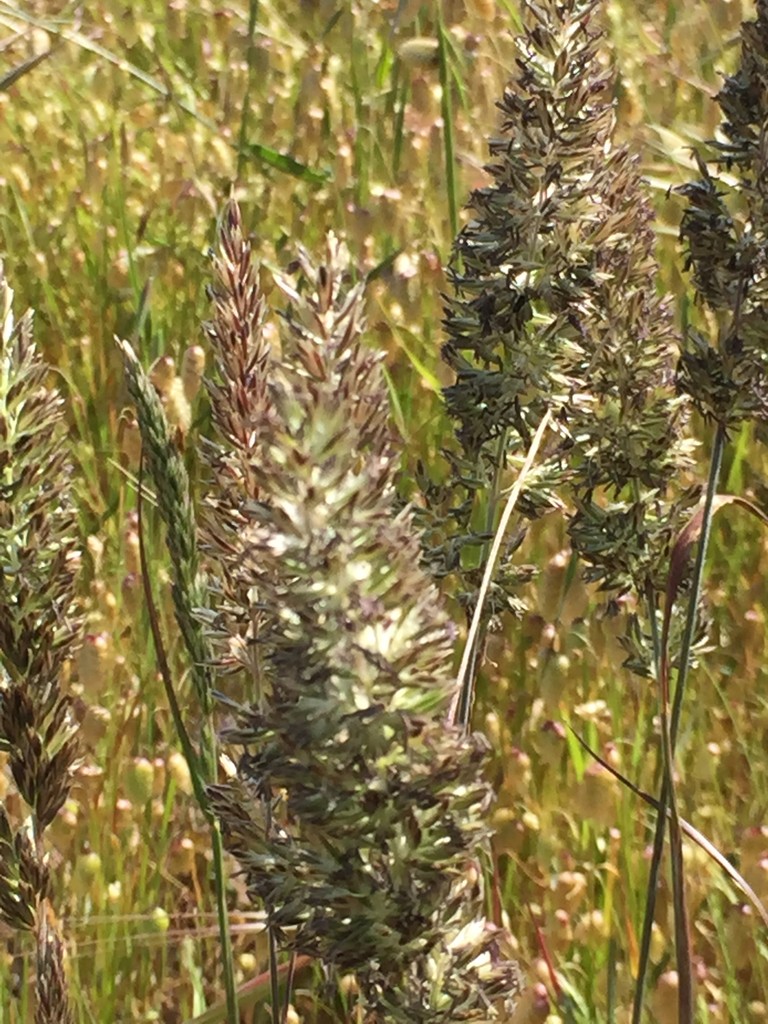 How to Plant and Grow Prairie junegrass(Koeleria macrantha)