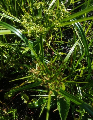Cyperus virens 일상보호(키우기, 가지치기, 파종) - PictureThis