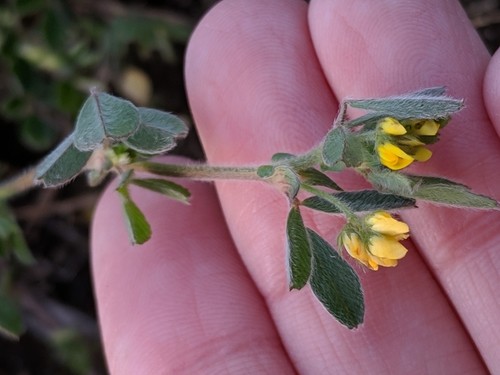 Cadillo (Medicago minima) - PictureThis