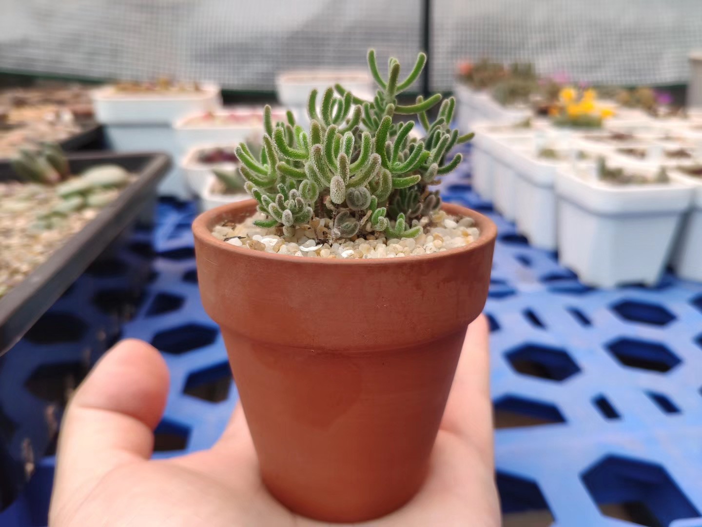 How to Plant and Grow Dicrocaulon ramulosum(Dicrocaulon ramulosum)