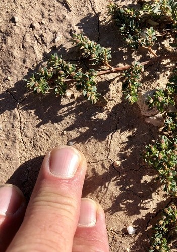 Thymeleaf sandmat (Euphorbia serpillifolia) Flower, Leaf, Care, Uses ...